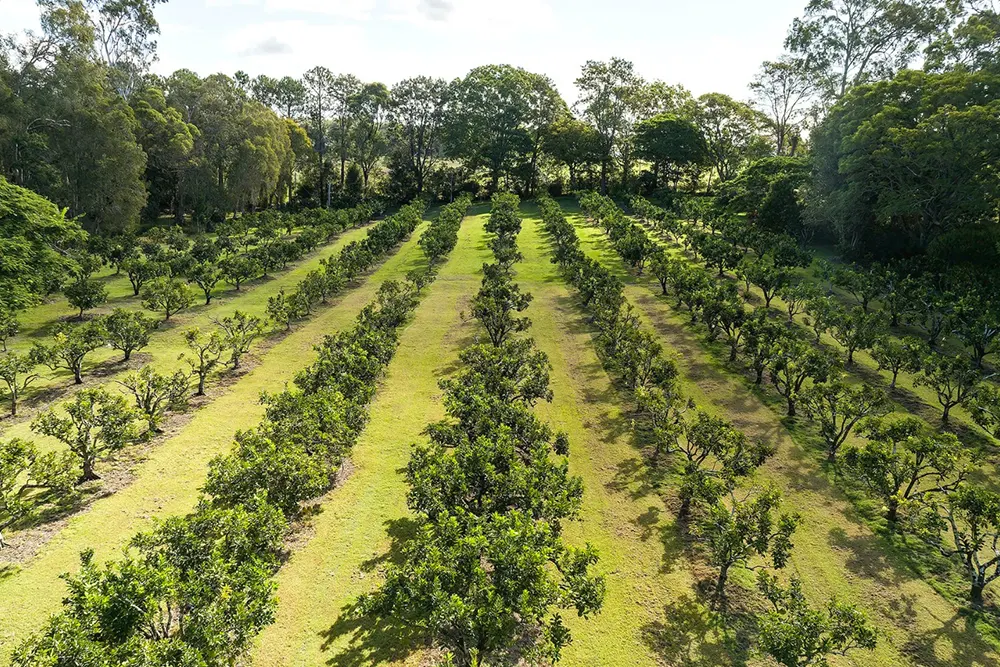 El Pomelo | Fresh and Finest in Australia